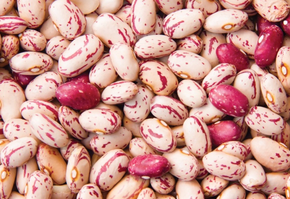 Sensible Survival: Heirloom Cranberry Bean Seed from Wal-Mart?