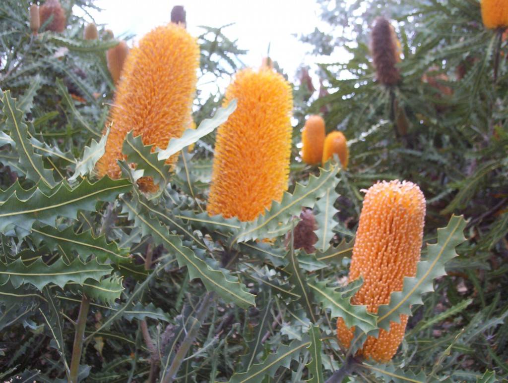 Banksia | World Of Flowers