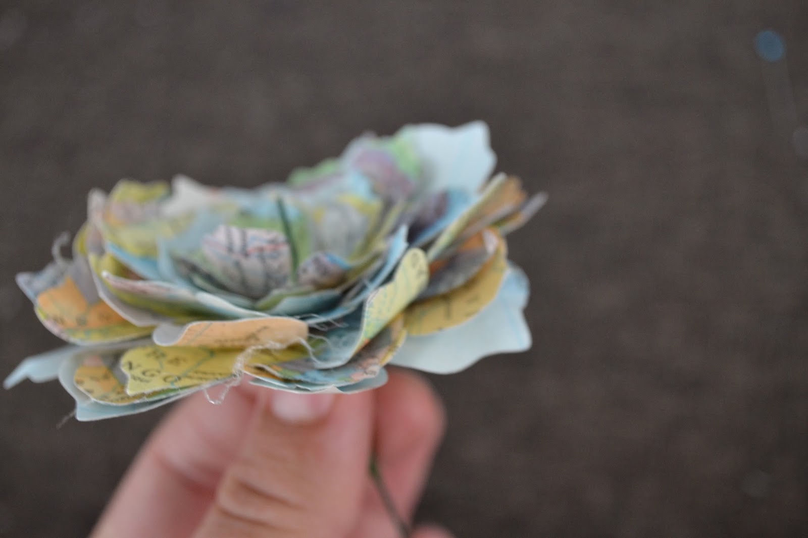 Our House in the Middle of Our Street: Atlas Roses