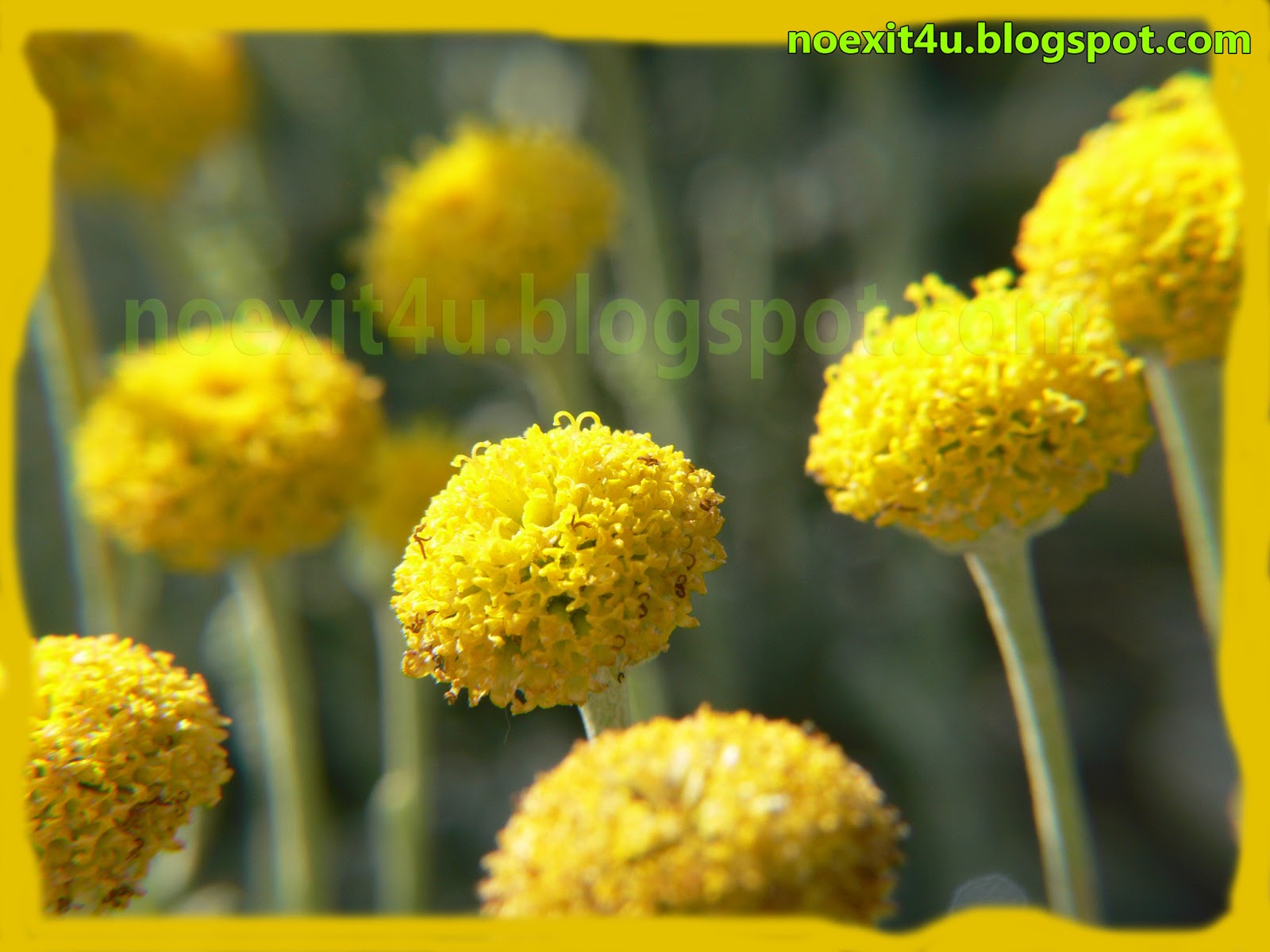 HD FLOWER WALLPAPER ~ noexit4u.com