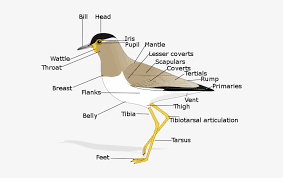 Morphology of Birds- Essential for birdwatching - Birds of India