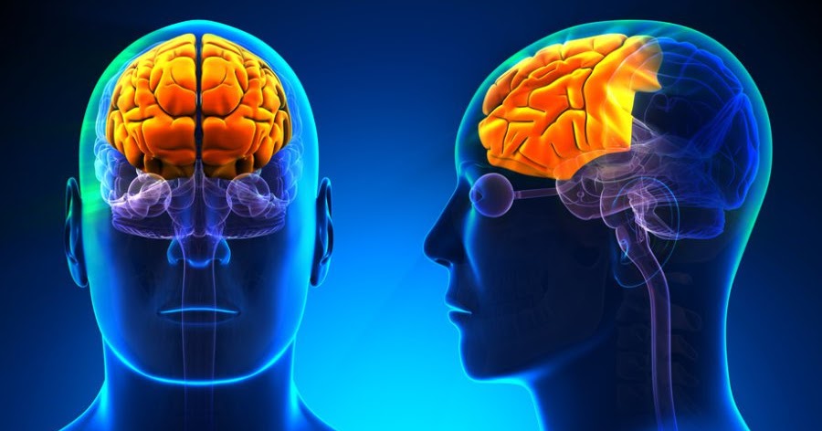 The Bully in the Brain ~ HEALTHY NATURALY