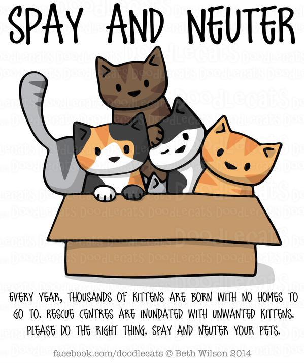 World Spay Day 2016 | Lola The Rescued Cat