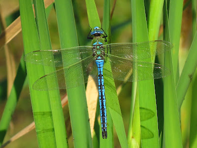 BugBlog: Emperor home ranges, habitat use and differences between sexes