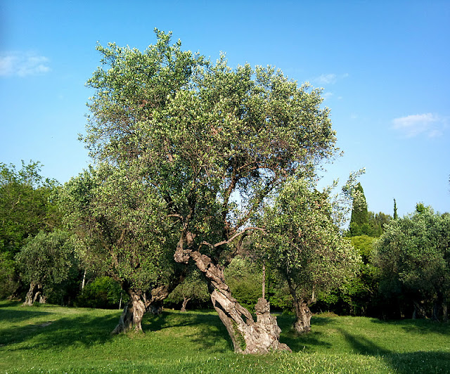 Árboles con alma: Olivo. Olivera. (Olea europaea)