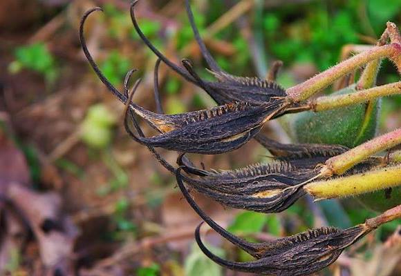 Top 12 ugliest and creepy plants in the world