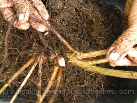 Practical Gardening: Propagation by Root Division (Rangoon Creeper)