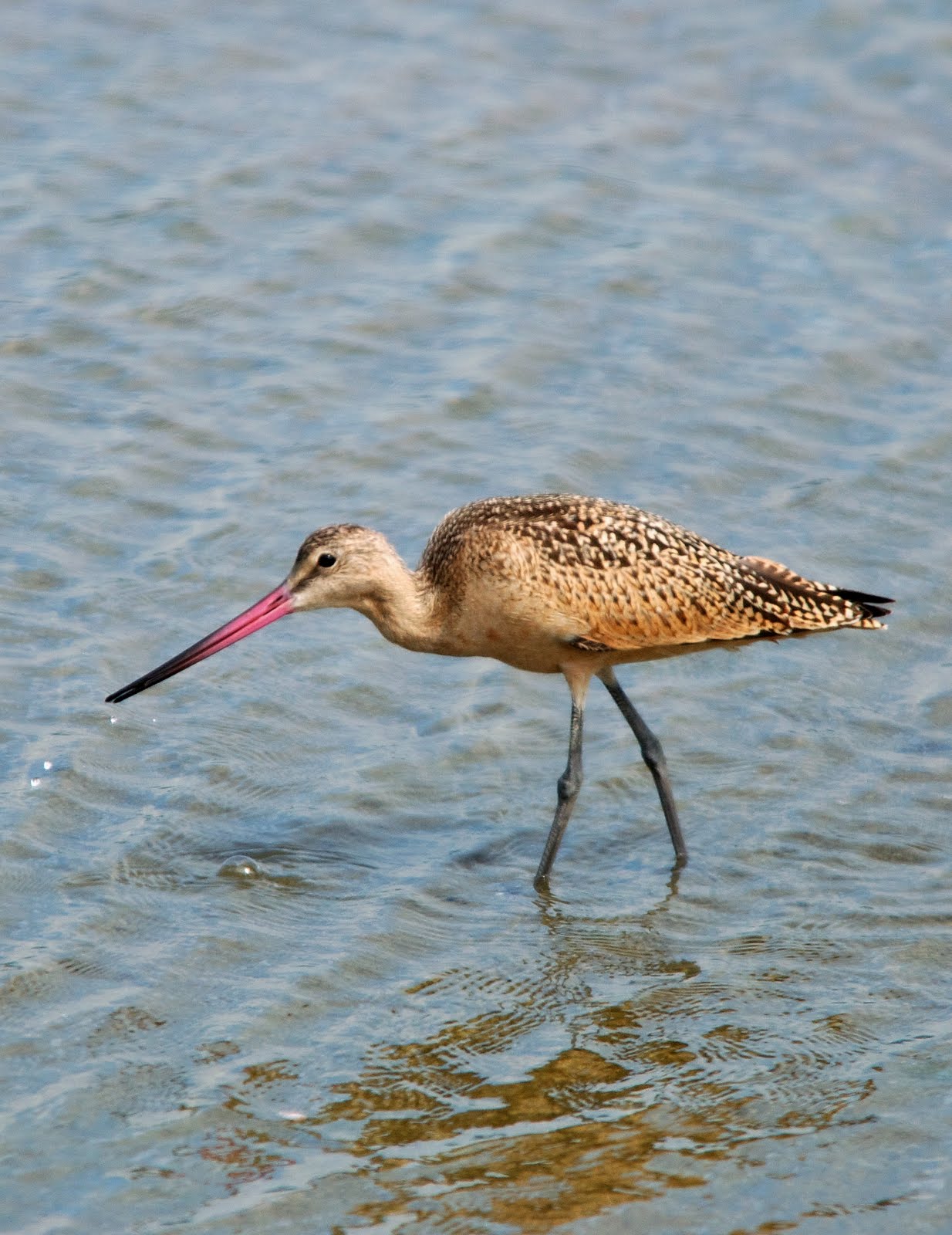 NW Bird Blog: Marbled Godwit