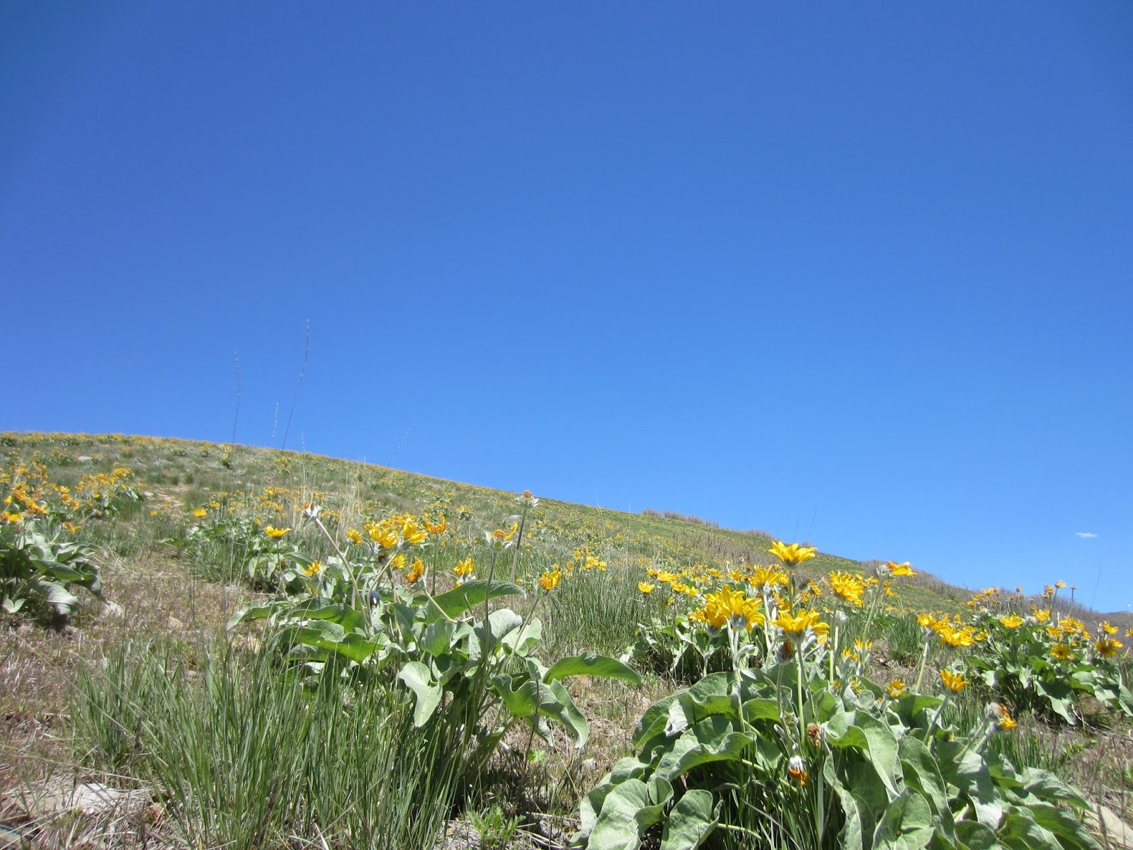 Wasatch Solo: Mt Van Cott, May 2016