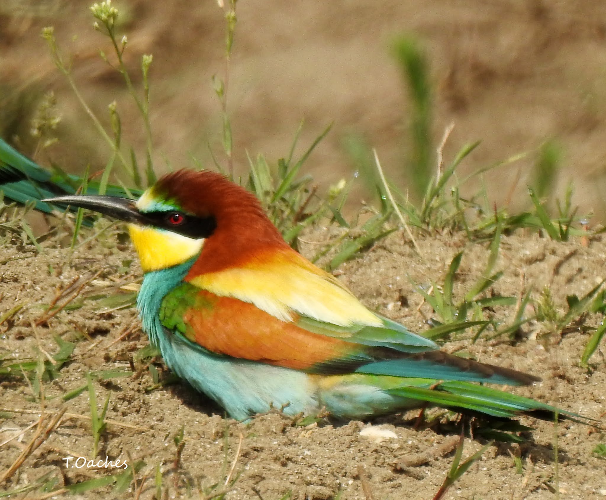 PASARI DIN ROMANIA: PRIGORIE, Merops apiaster