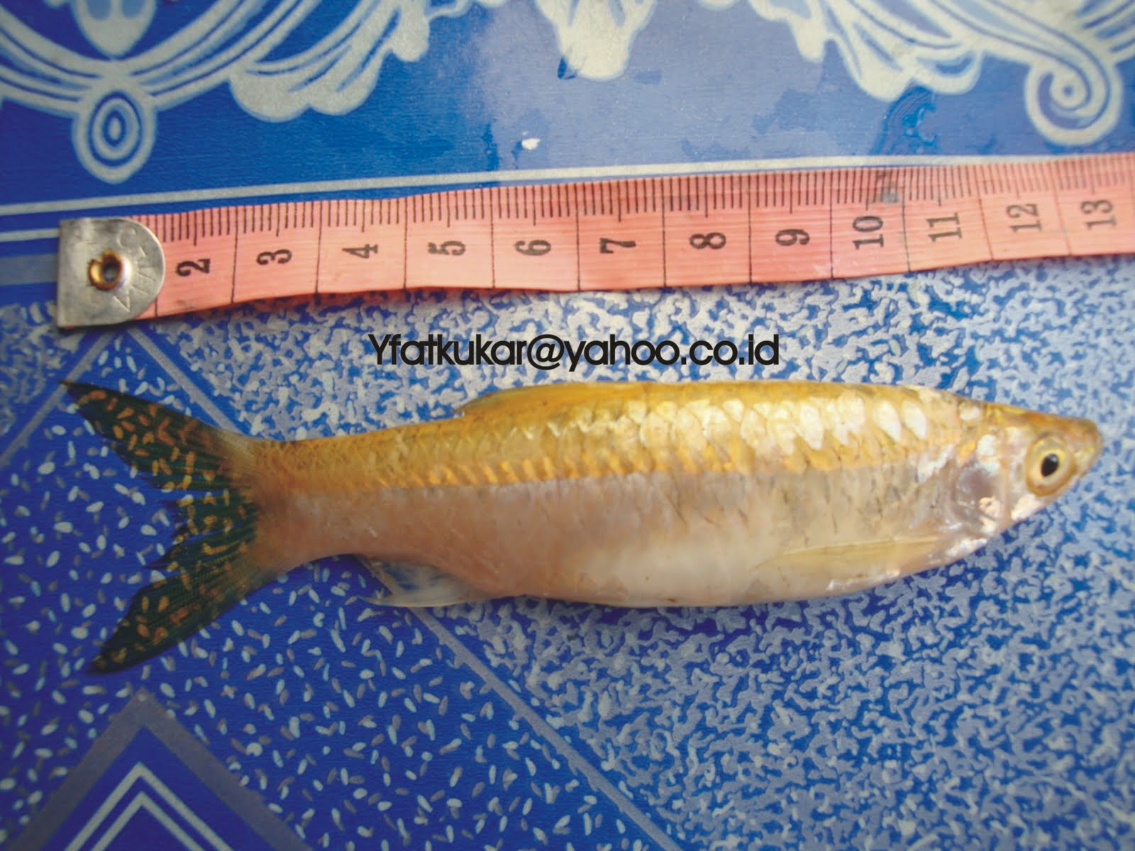 Ikan Sungai Mahakam: Puyau (Osteochilus hasselti)