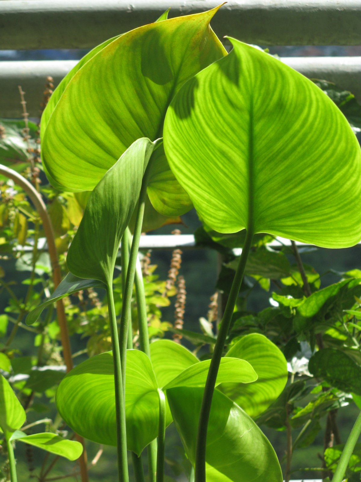 Garden in a Pot: Taro/Keladi Plant