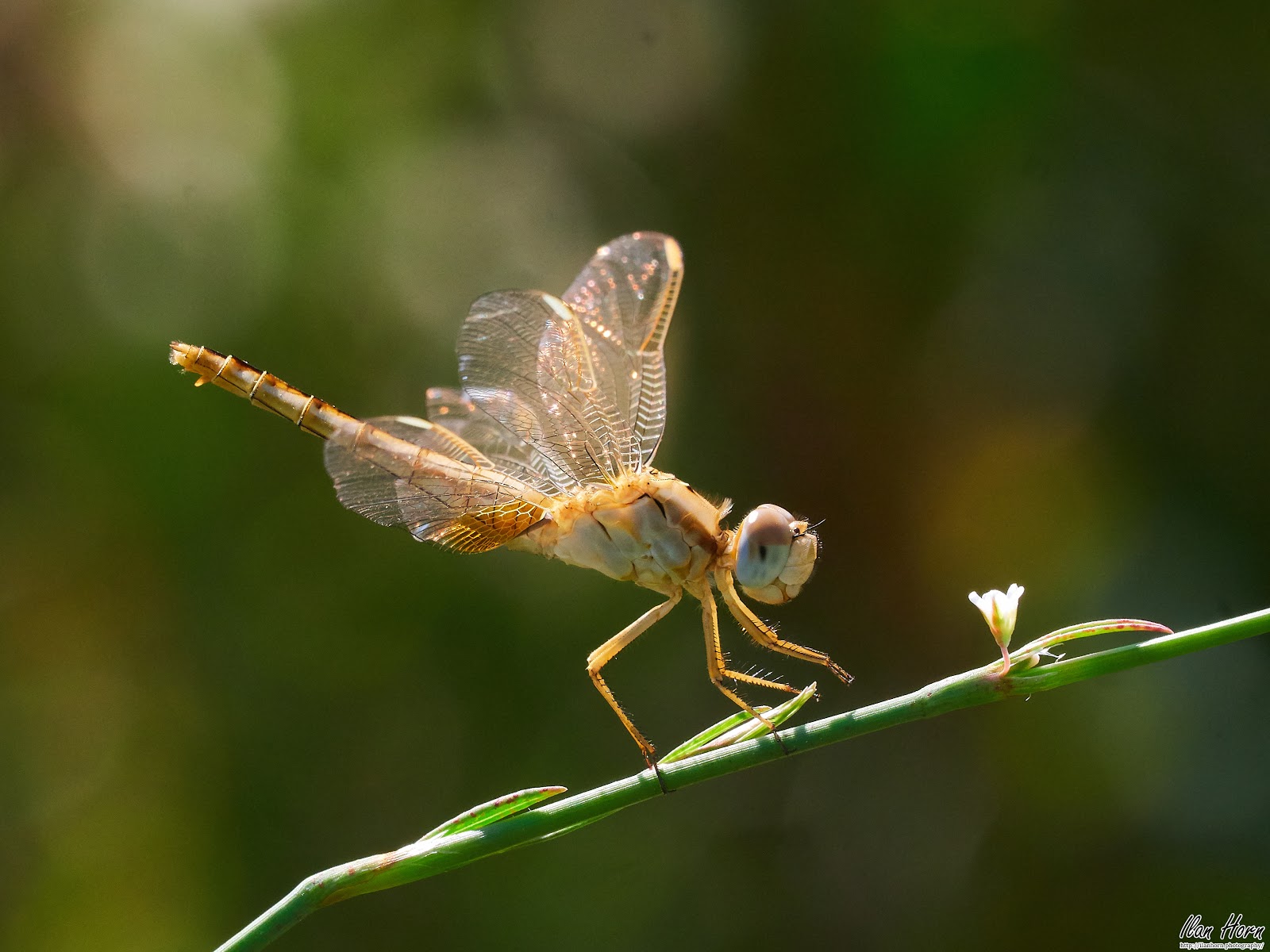Dragonfly in the Sun