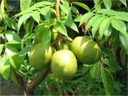 Amazing Health Benefits Of Amra Fruit /Hog Plum