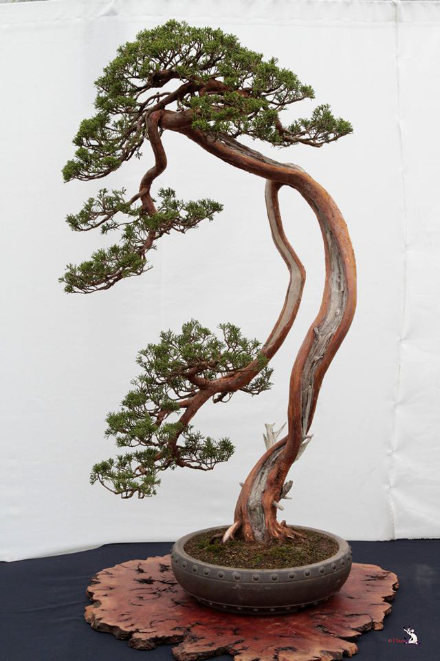 Bonsai Bunjin (Literati) Style
