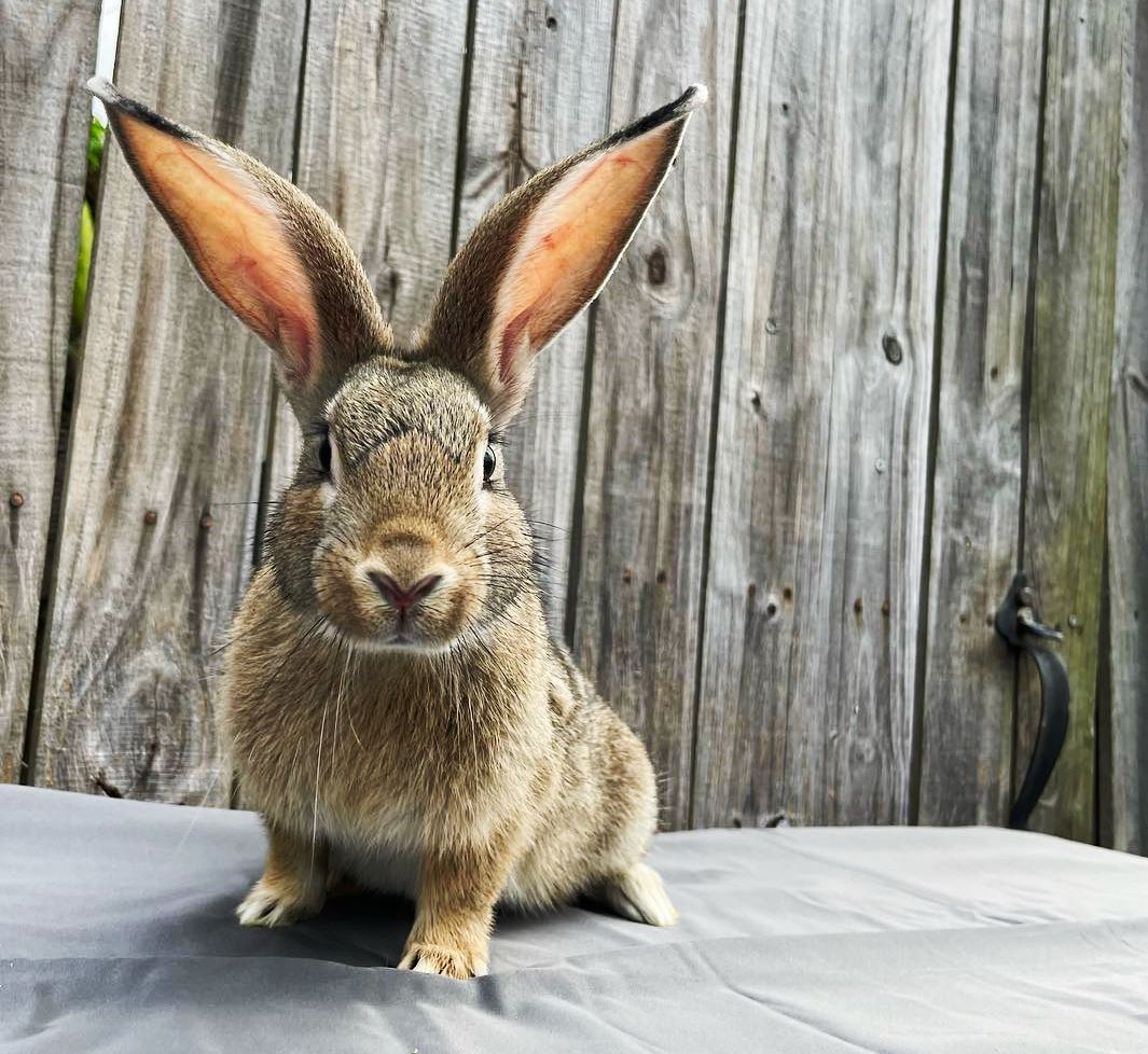 Disapproving Bun: The Babies - Pt. 5 - Olivia