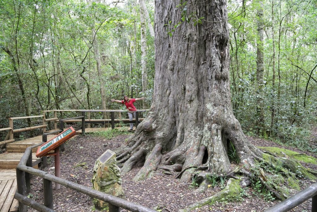 Knysna Forest Tour und Historic Tour