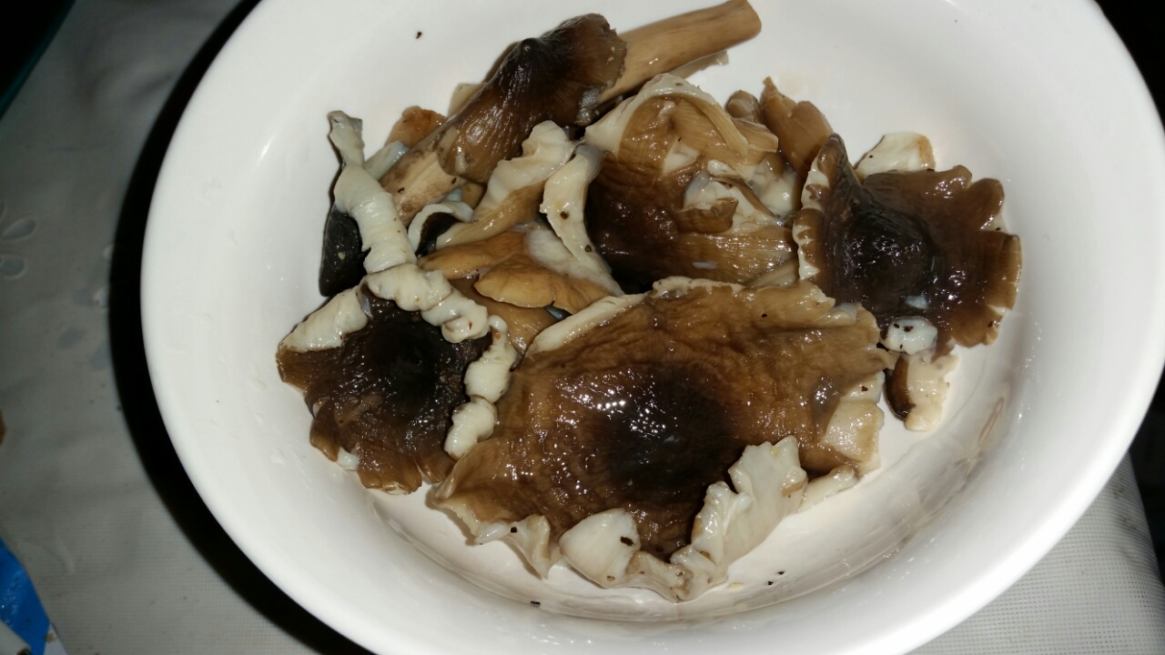 Sweet Little Dream: Uong the Wild Mushroom