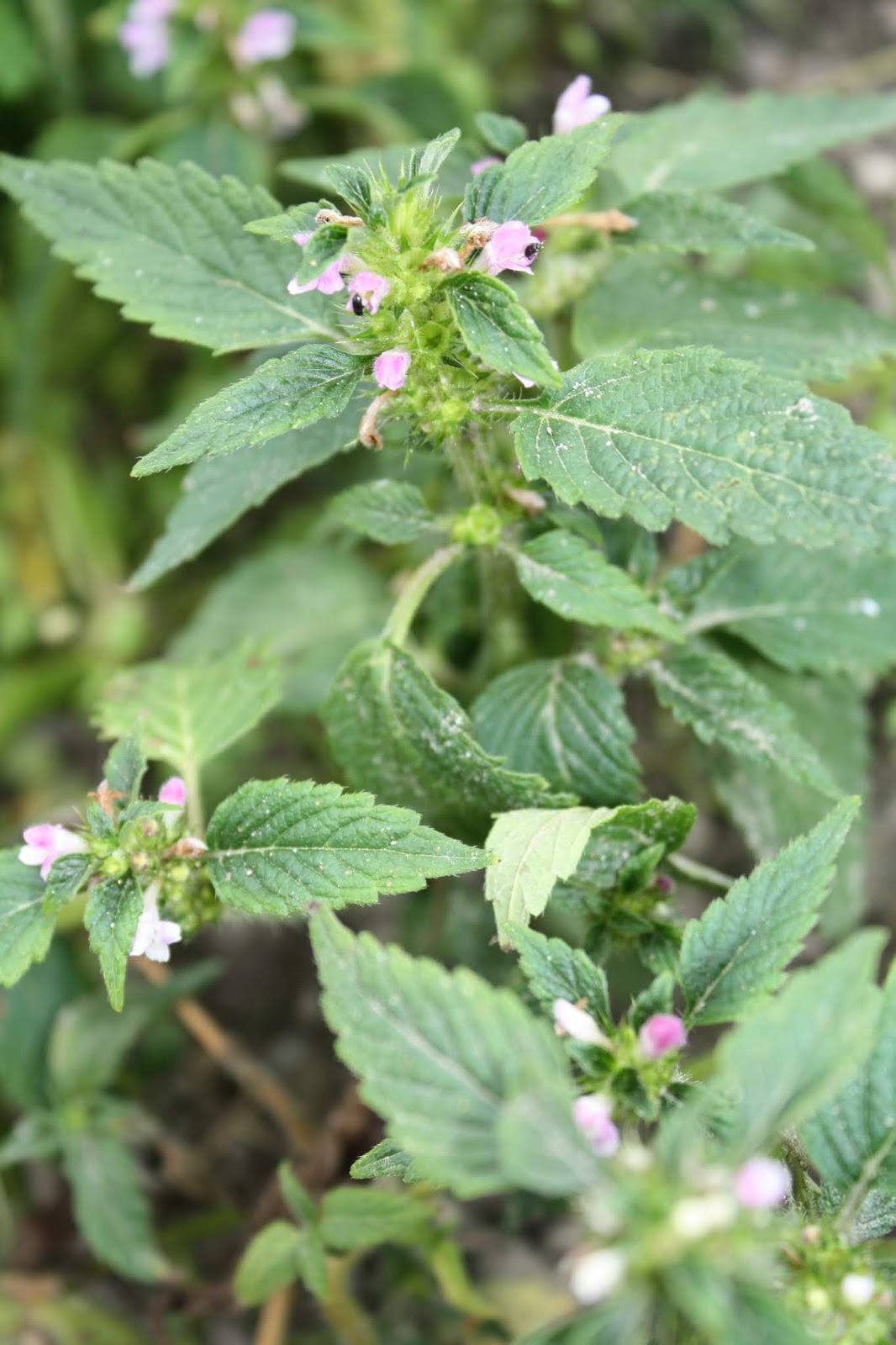 Planter i bestemors hage: Ugress