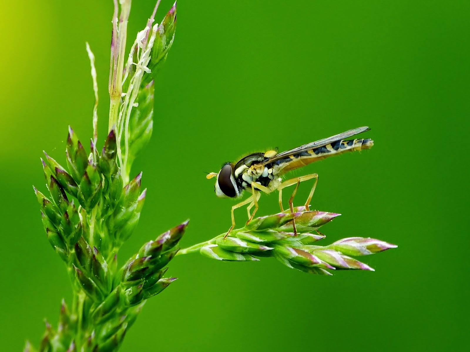 Photos d'insectes: Les Diptères - Sous-ordre des Brachycères (mouches ...