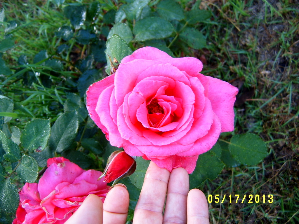 Alabama Rose and Flower Garden from a Non-Green Thumb: I finished the ...