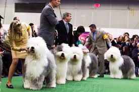 Show Dogs: The Dog Show Groups
