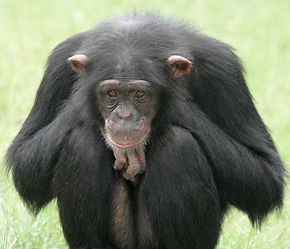 Chimpanzee | Wildlife Info and Photos-Images | The Wildlife
