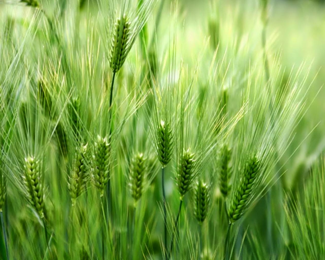 embusteria: JOAQUÍN RODRIGO - EN LOS TRIGALES
