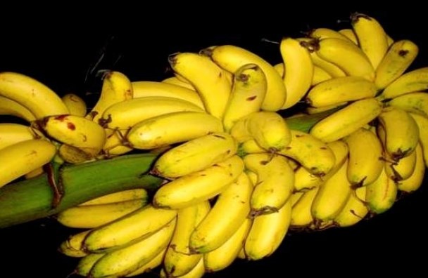Banana:17 Types of Indonesian Bananas