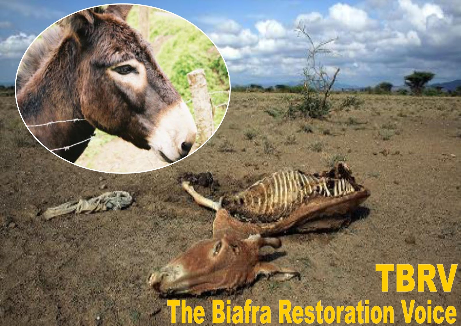 THE BURIAL OF A DONKEY - Global News City