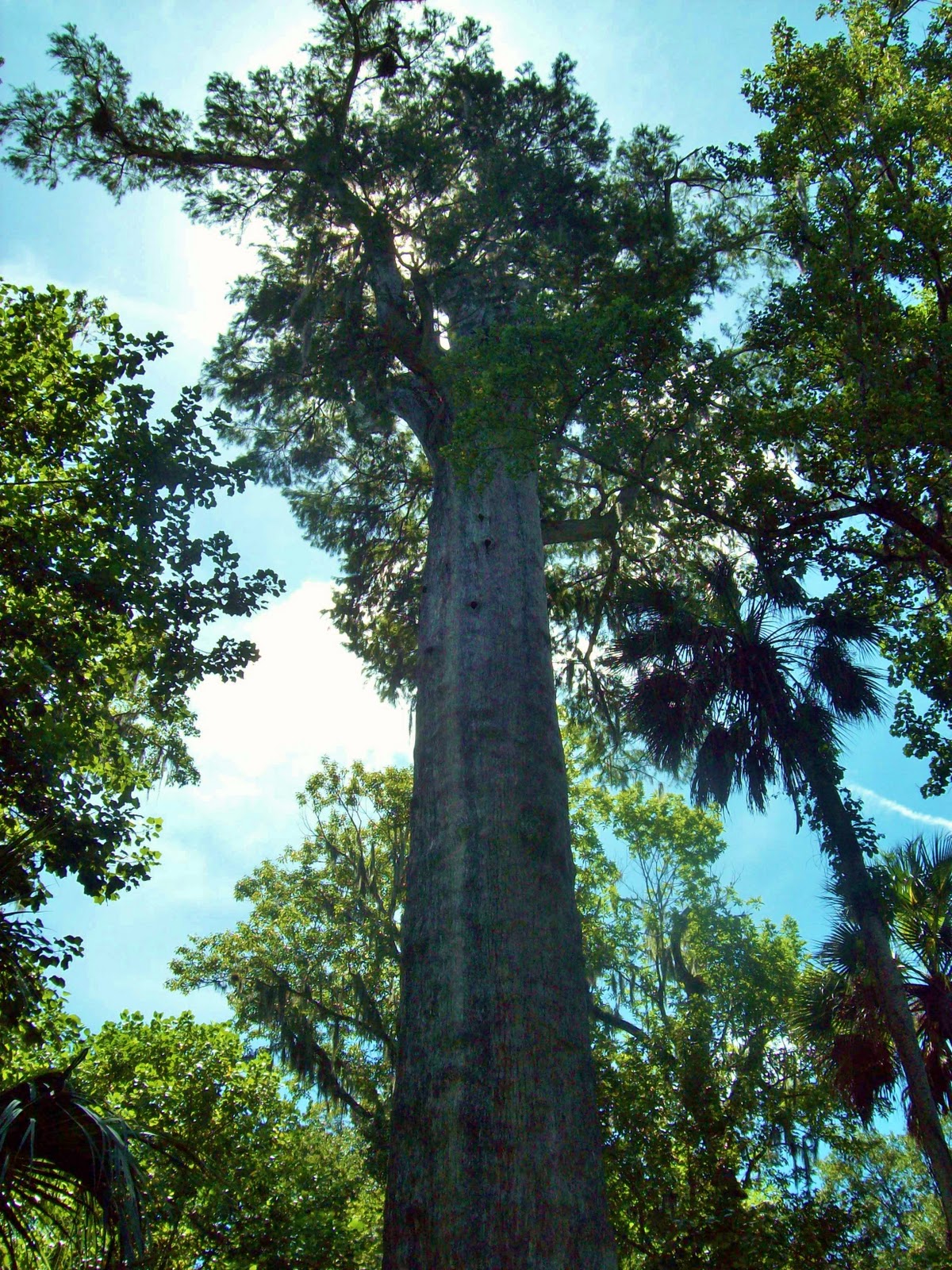 Brian's Daily Ramblings & Artistic Endeavors: The Senator Cypress Tree ...