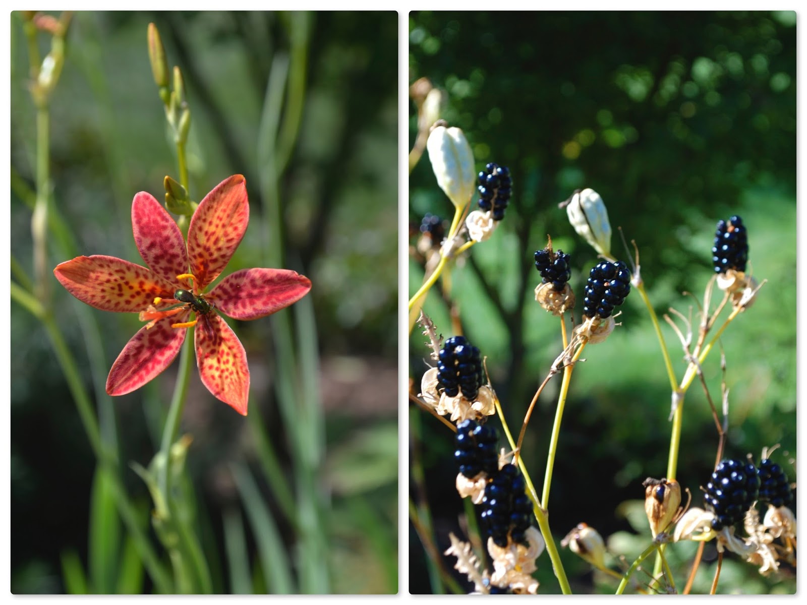 Plant Inventory at 20 Timothy : Pardancanda / Candy Lily