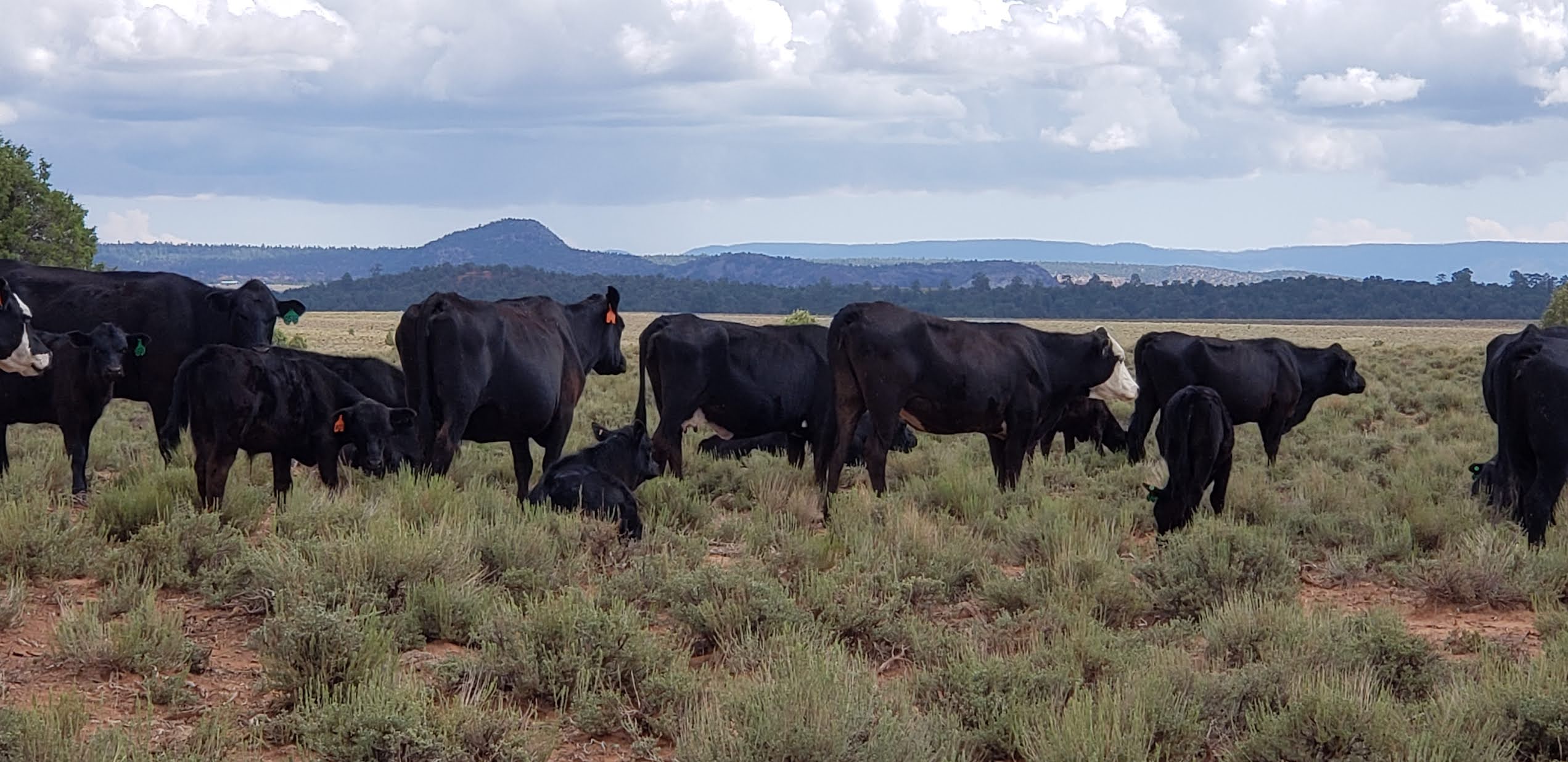 Animal Rez-Q Events Page: SUCCESS!!! Food Animal Medicine Veterinarians ...