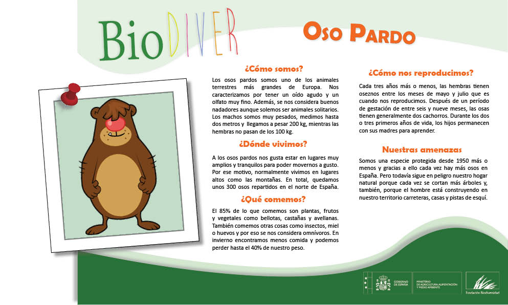 Coleccionando cuentos: Los osos amigos