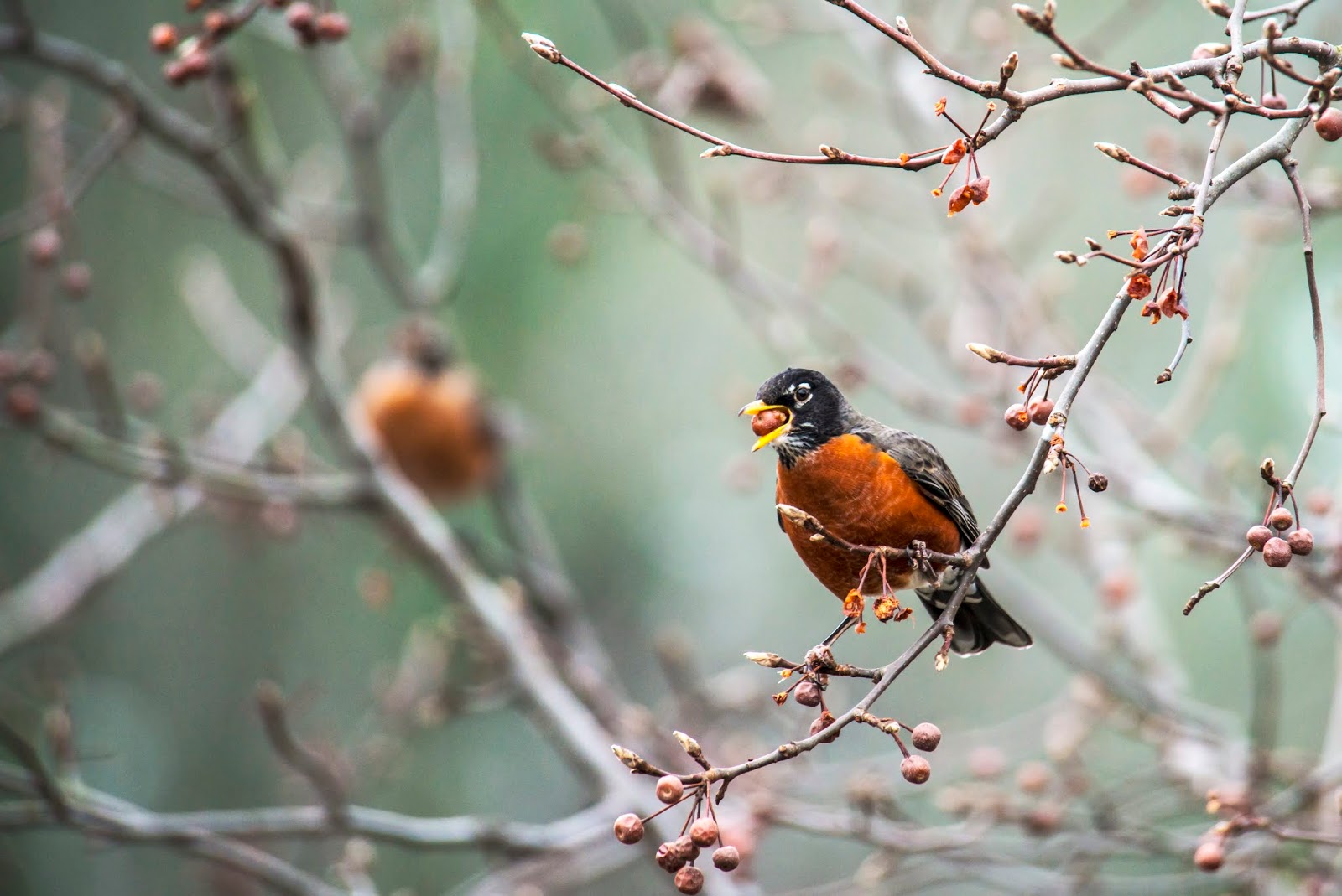 American robin