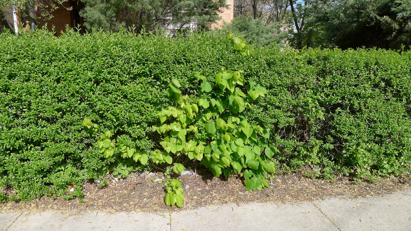 Chicago Weeds: There is a tree in your hedge