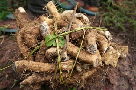 तरूड़, तौड़ या तैड़ू - Dioscorea deltoidea