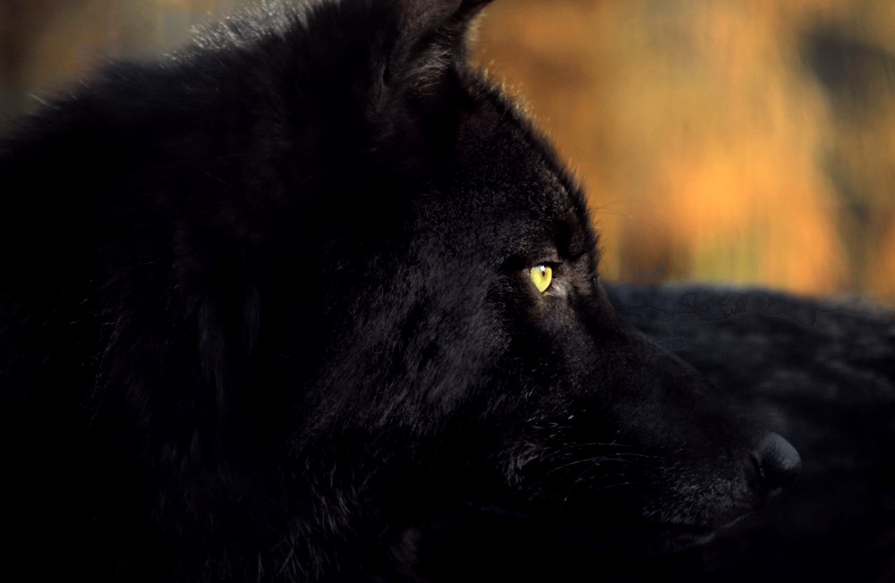 White Wolf Wolves Found To Be Better At Problem solving Task Than Domesticated Dogs White Wolf Wolves Found To Be Better At Problem solving Task Than Domesticated Dogs