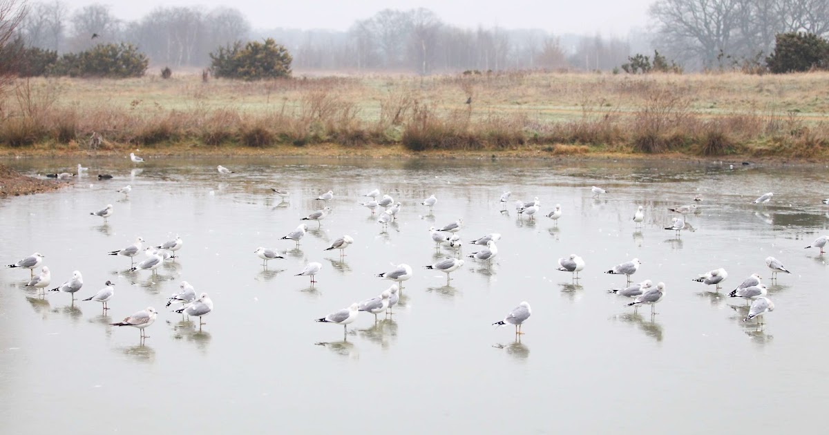 Wanstead Birder: Actually bird-related