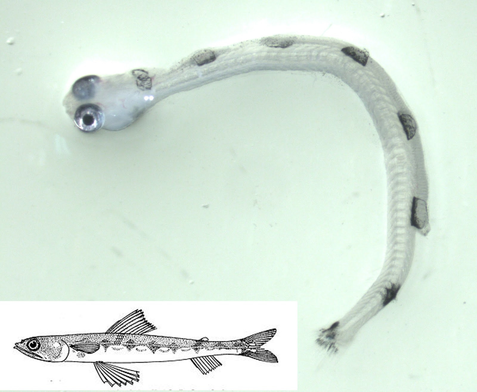 The Nancy Foster Chronicles: Fish Findings