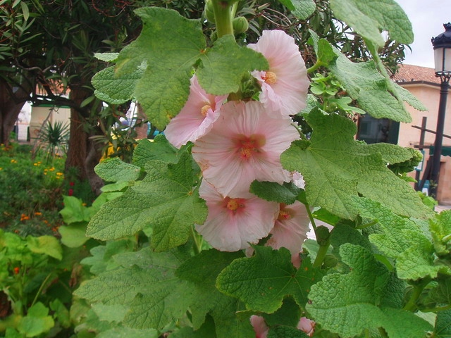 Plantas y flores: Althaea rosea