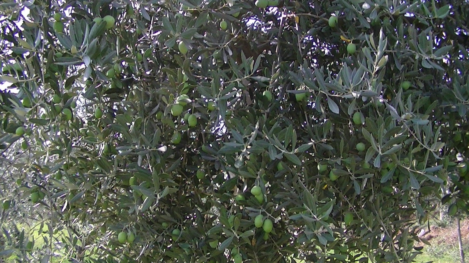 ΕΛΙΑ ΠΡΟΔΡΟΜΟΥ (elia prodromou) : ΕΛΙΕΣ ΠΡΟΔΡΟΜΟΥ