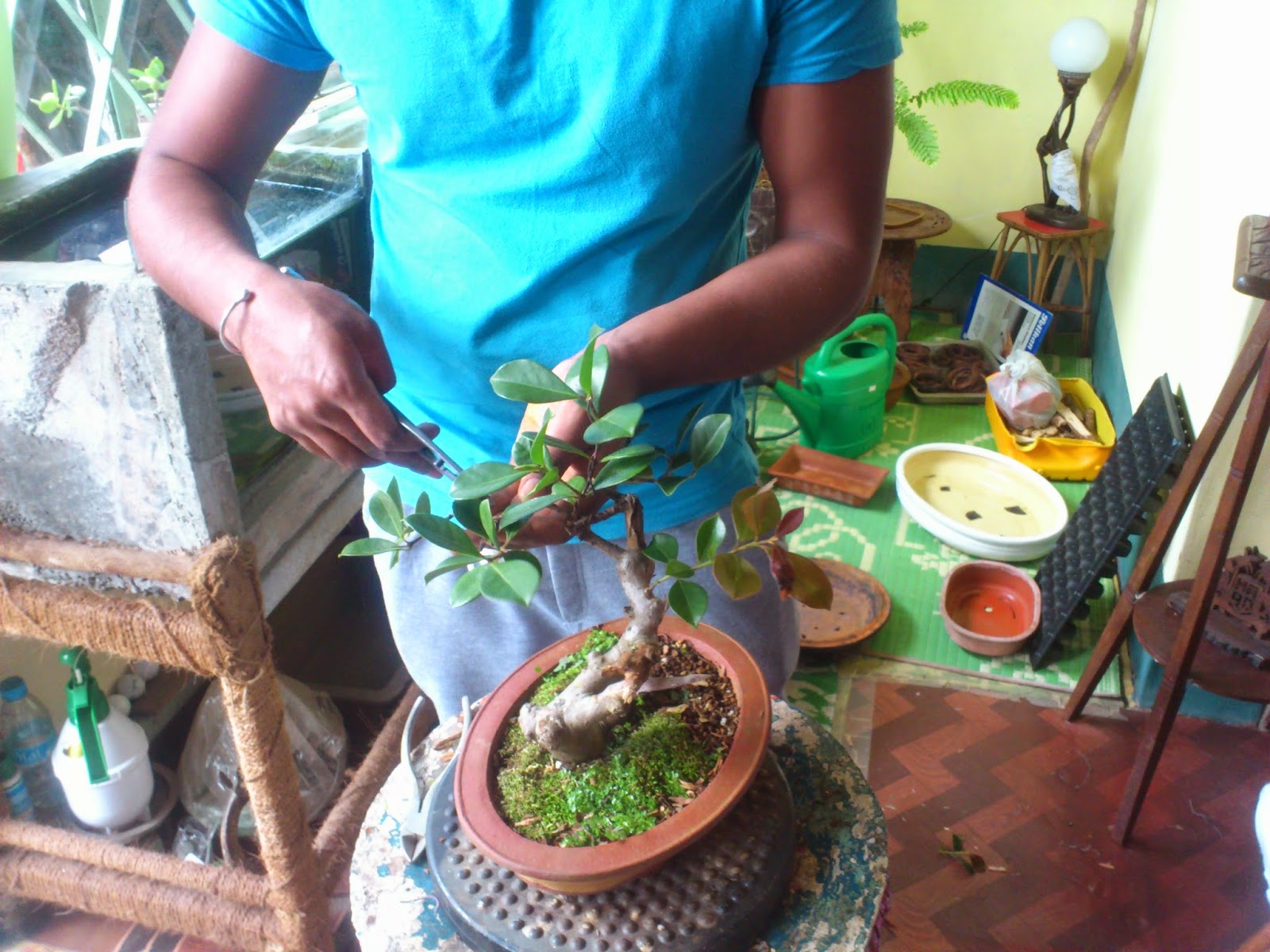 Bonsai Mauritius: Bonsai Club - First informal meeting part 2