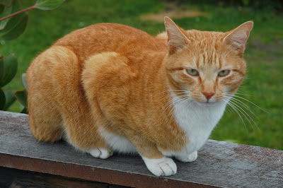 Through My Canadian Eyes: HONORABLE CAT