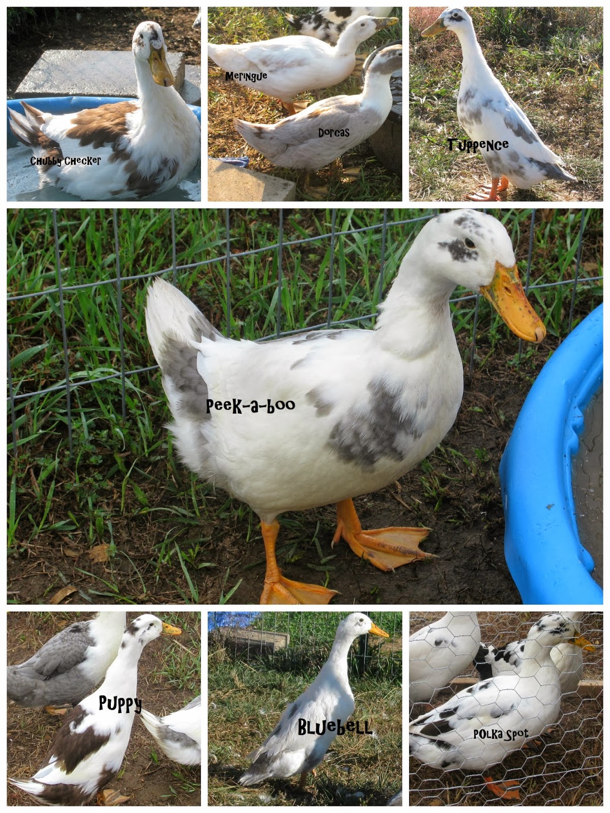 Gust Front Farm: Ancona ducks