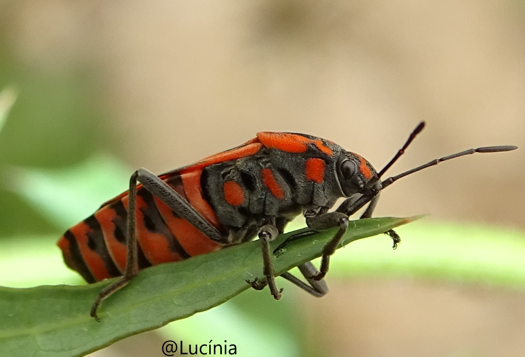 Natureza-em-movimento: Percevejo - Hemiptera Heteroptera - Lygaeidae ...