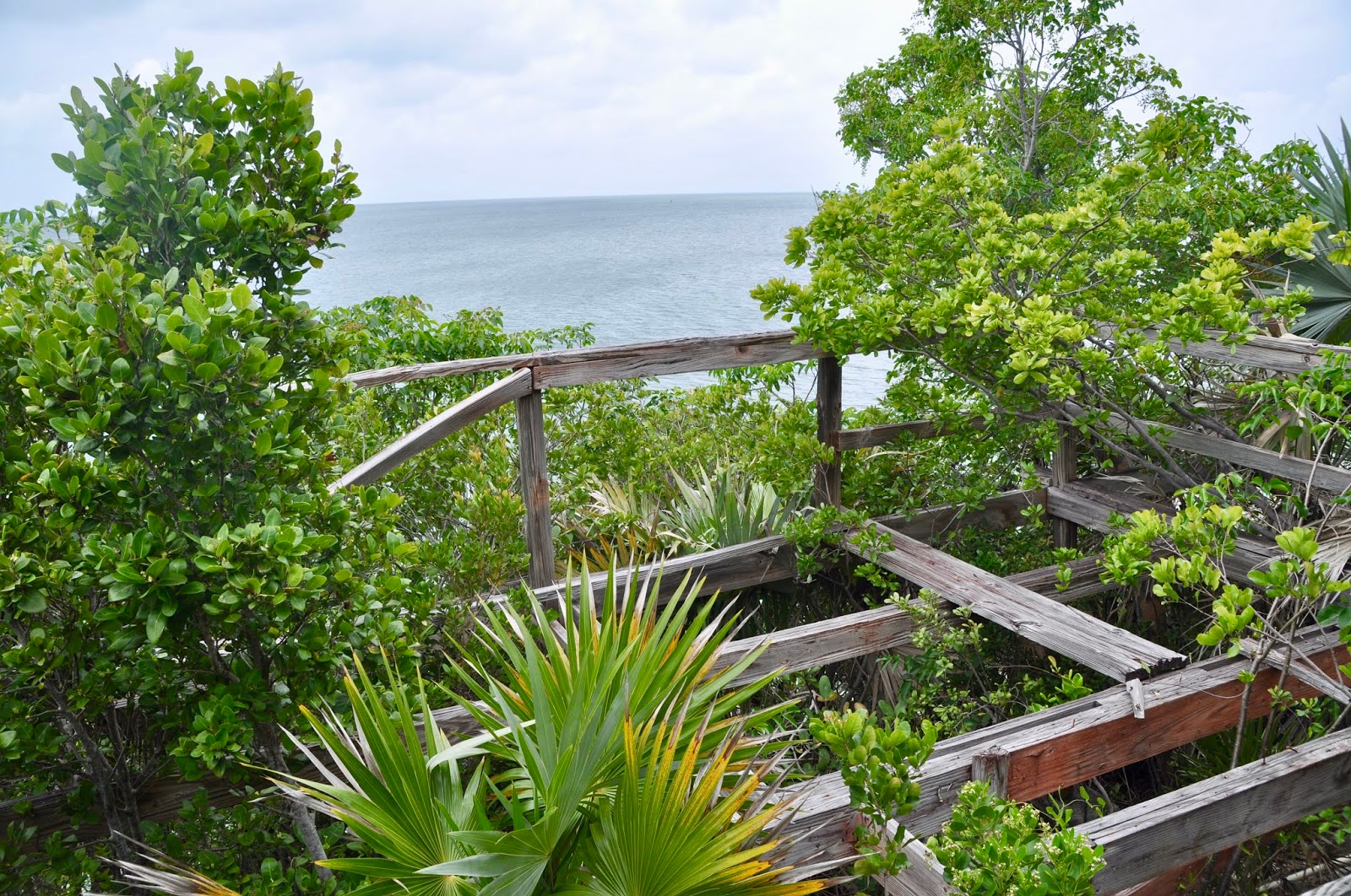 Drug Lords and Gnatcatchers