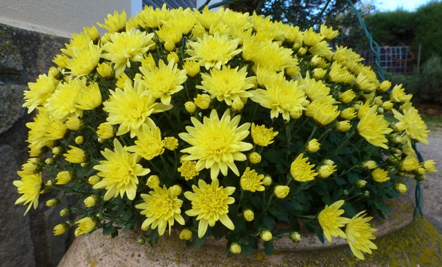 DE LA VALL D'ALBAIDA ESTANT: El crisantem, la flor de la Tardor