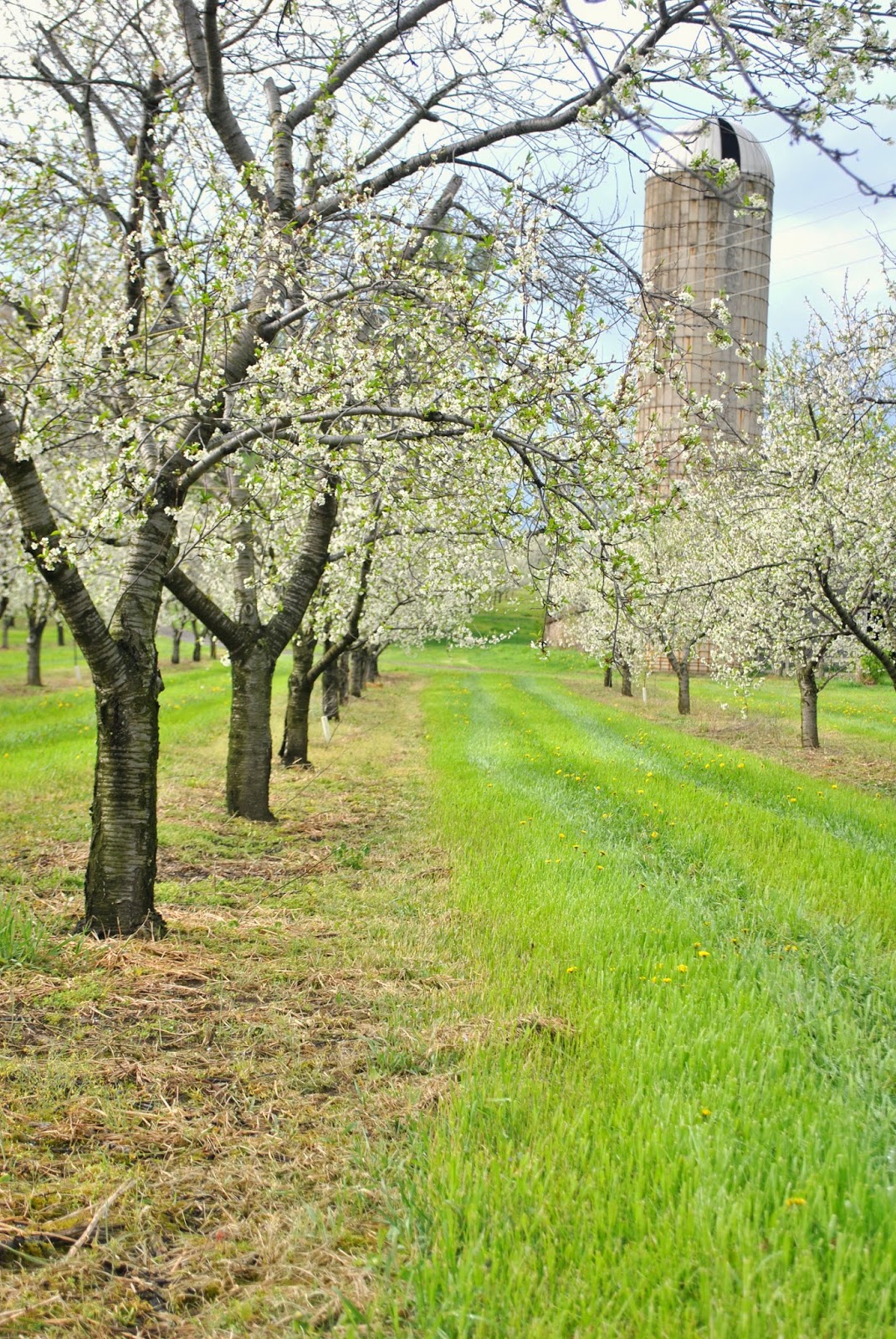 The Grower's Daughter: Orchards in Bloom