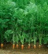 FATONAH: KULTUR JARINGAN TANAMAN WORTEL